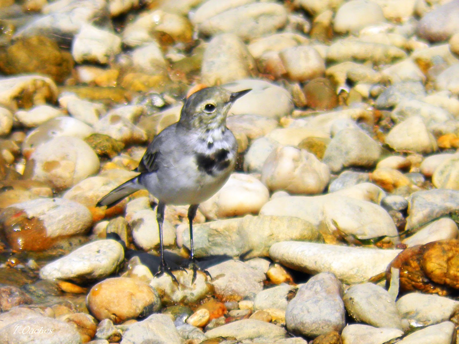 PASARI DIN ROMANIA: CODOBATURA ALBA, Motacilla alba