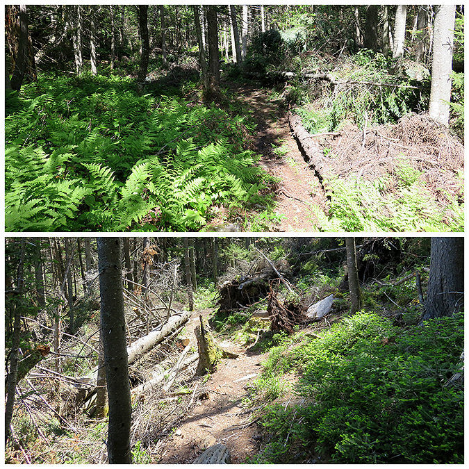 Hiking in the White Mountains: Mahoosuc Range Traverse