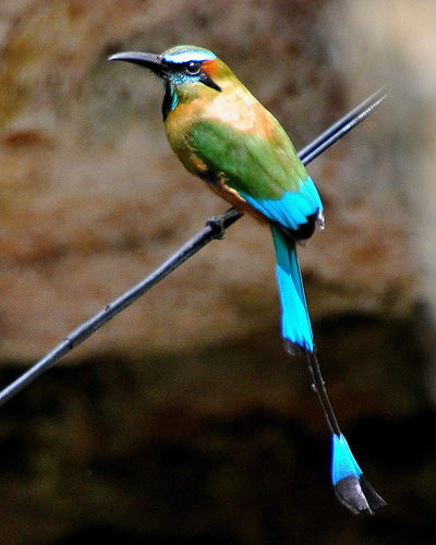 Ovaltes: Turquoise-browed Motmot The Beautiful Color Birds