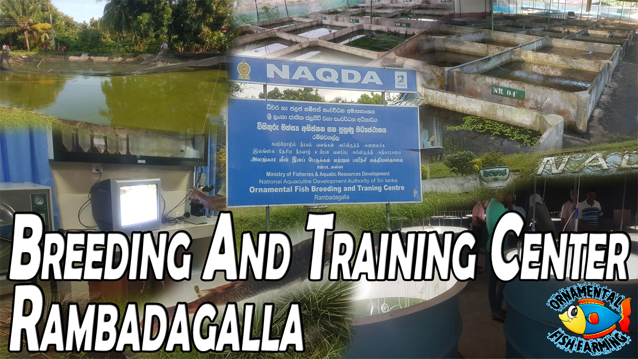 Ornamental Fish Breeding And Training Center (NAQDA) Rambadagalla (3 ...
