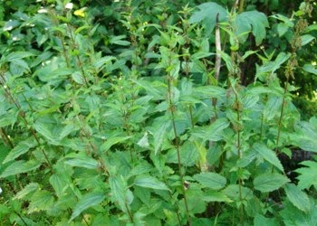 Unraveling Threads: The Magic of Stinging Nettle Fibers