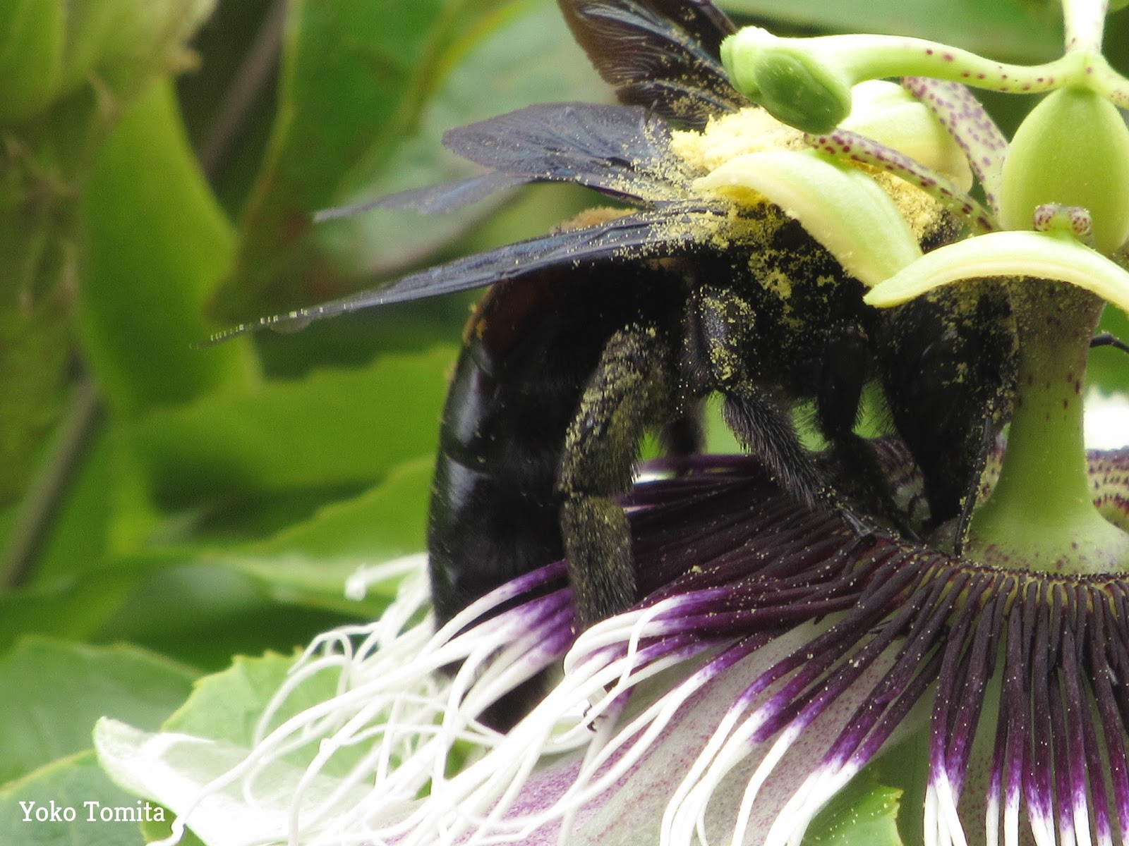 O que vejo da minha janela: Mamangava (Xylocopa spp)