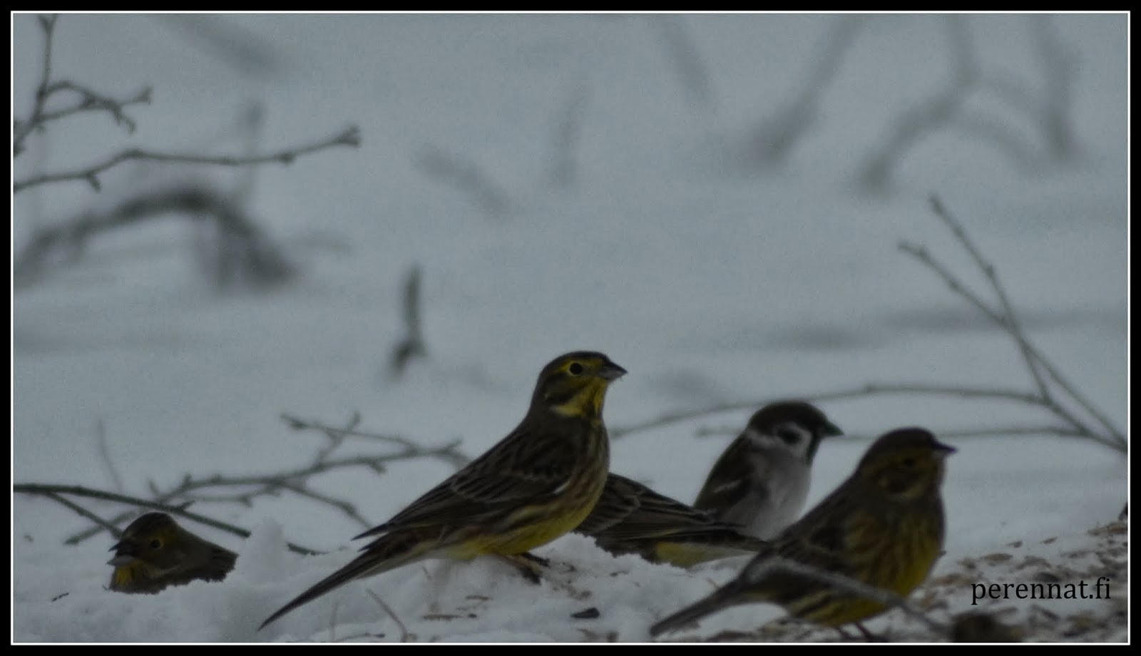 Perennapuutarhurin blogi: Pikkulinnut puutarhurin apuna, syövät ...