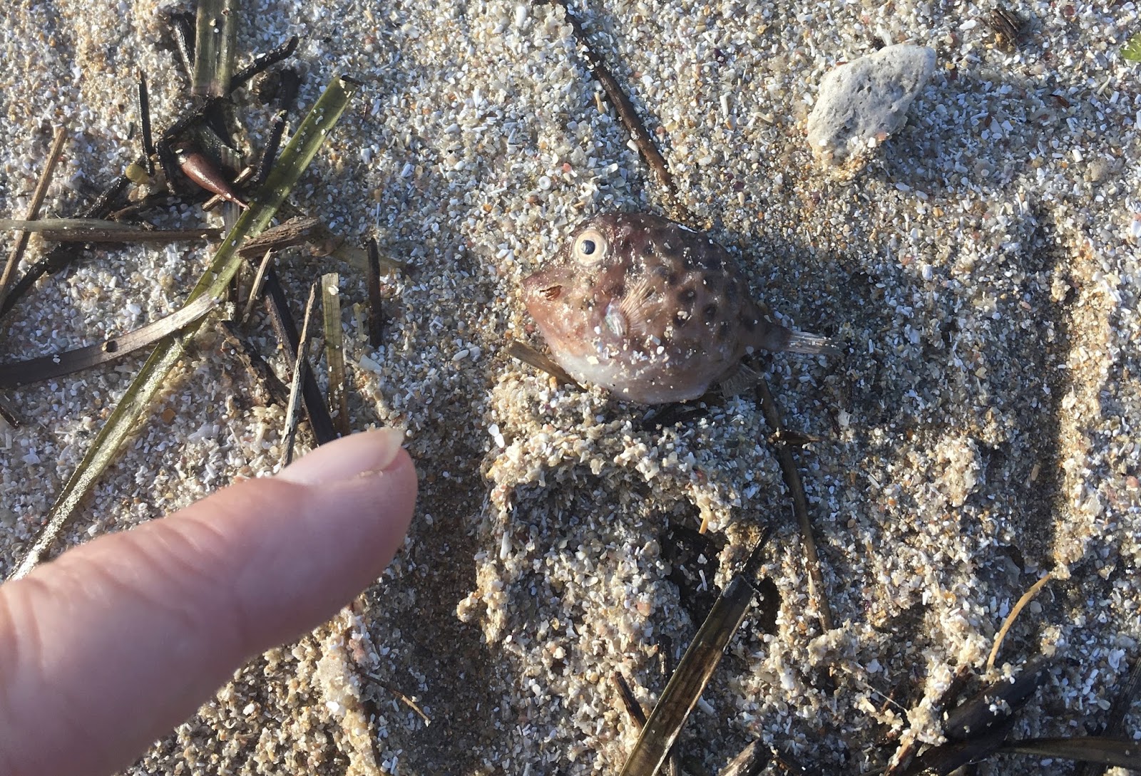 Rosedale ....and Beyond (Eurobodalla) : Baby puffer fish, Rosedale Beach
