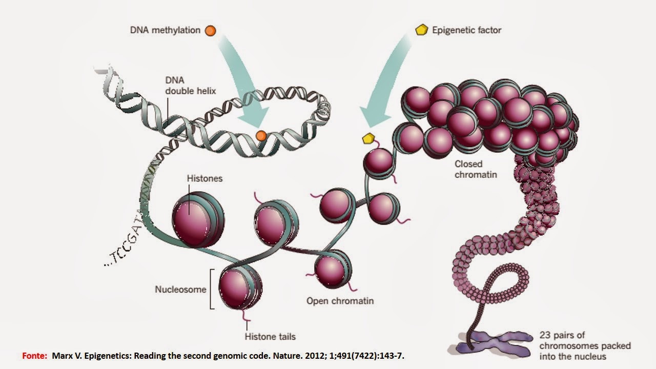 NutriGenome: Herança epigenética transgeracional