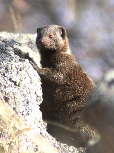 mainly mongoose: Smelly little messages