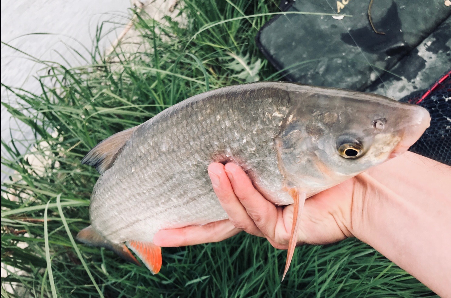 Dunai Halak Nyomában: Duna, Feeder, Szerelem!