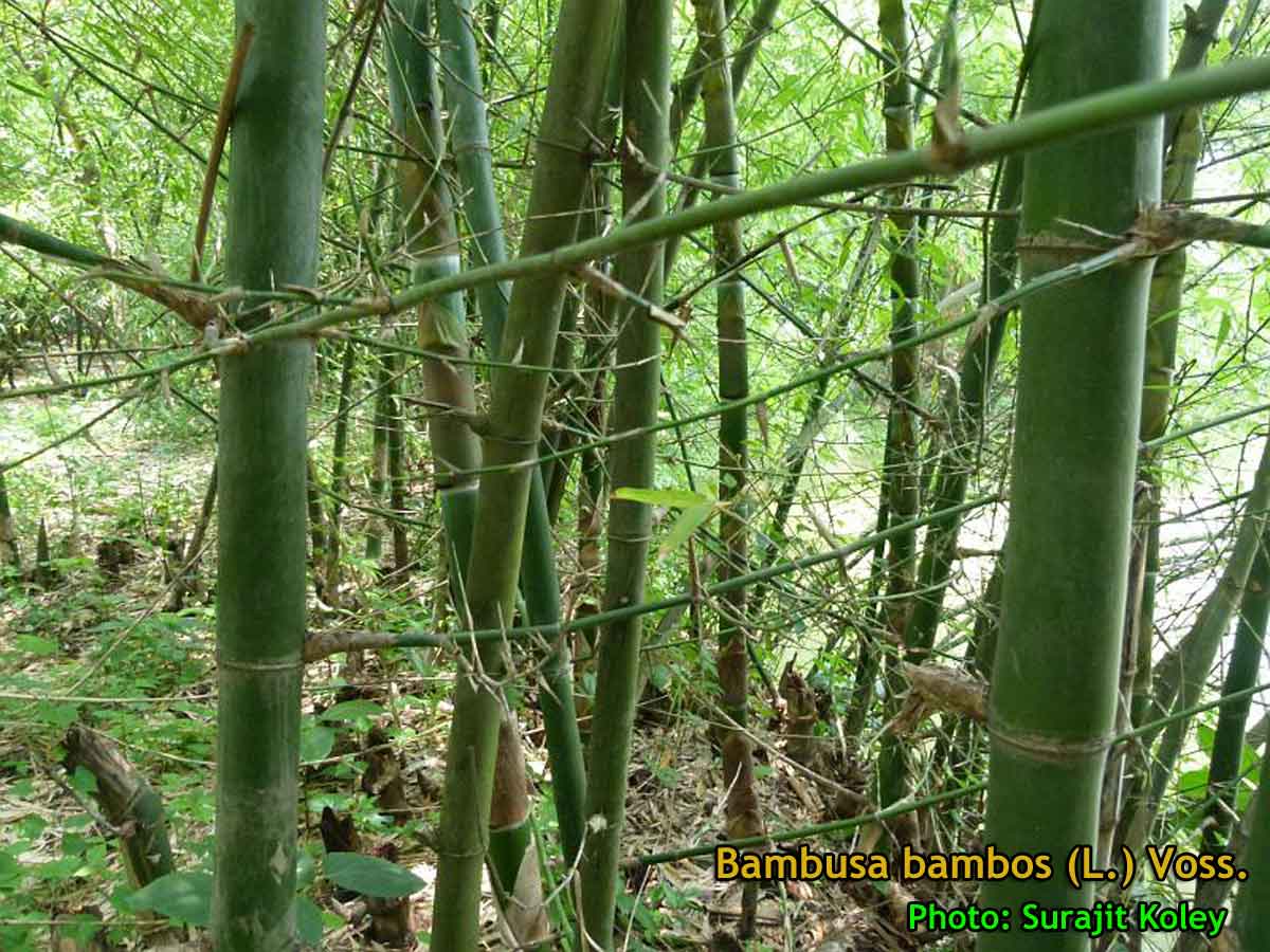 Medicinal Plants: Bambusa Bambos, Bamboo, Moongil, veduru bongu