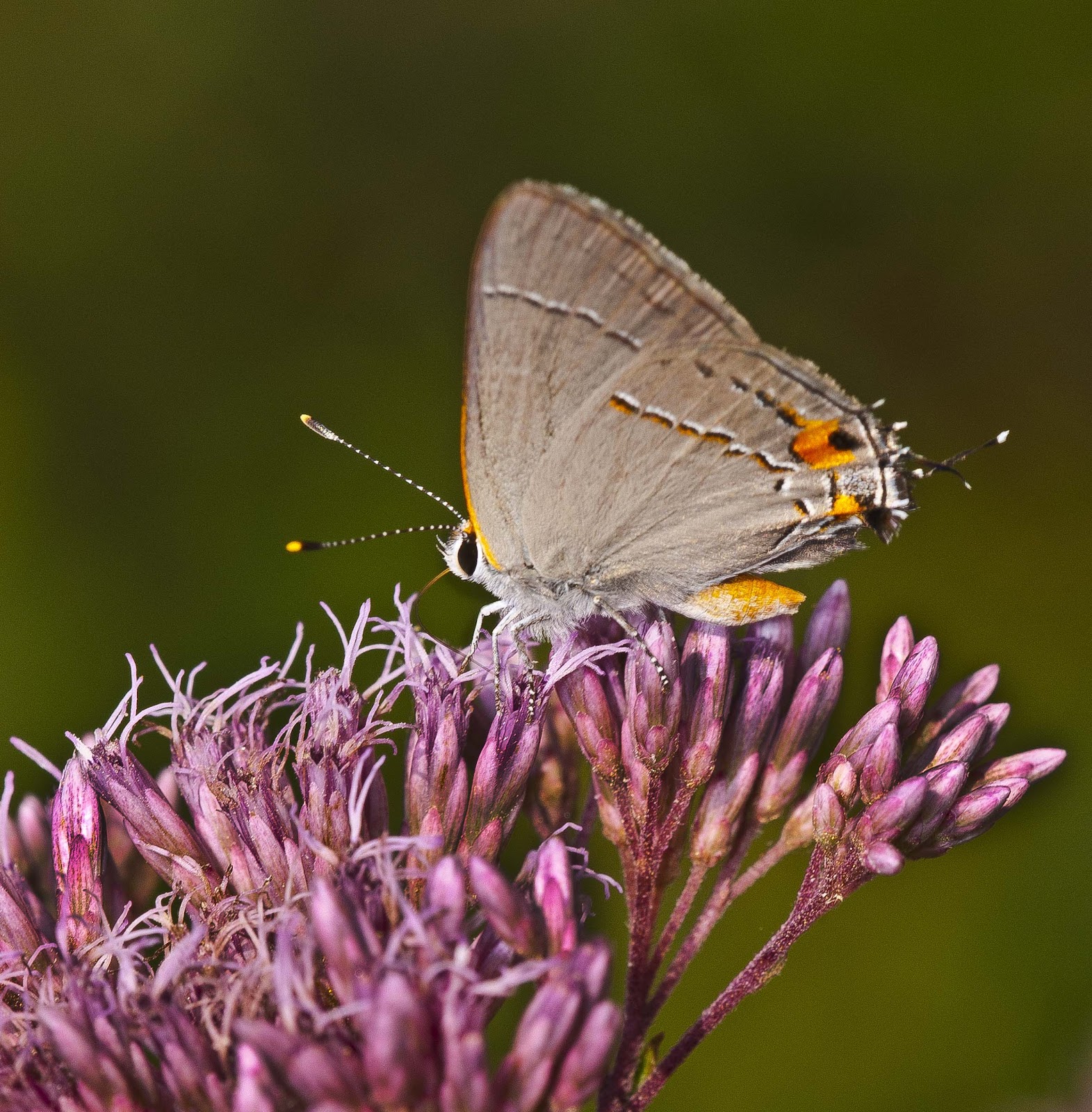 Kentucky Native Plant and Wildlife: The absolute best native plants for ...