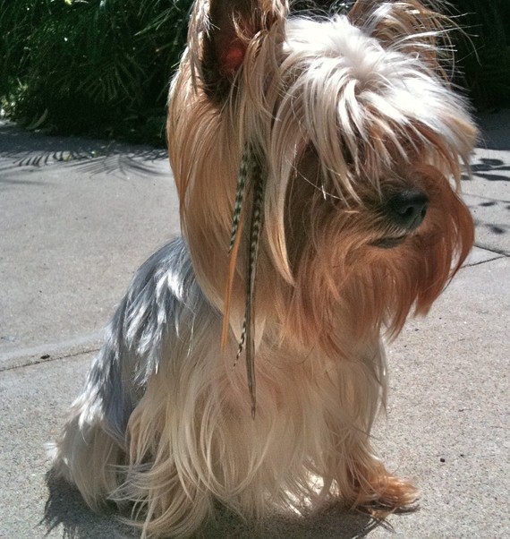 Art For All: Do It Yourself – Feather Extensions