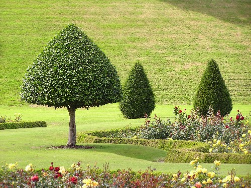 LandZine: The perfect landscaping tree
