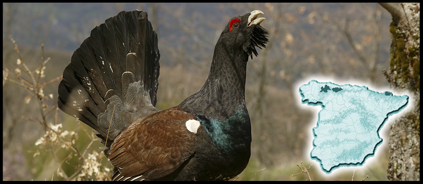 Avesnatura: El Urogallo en España