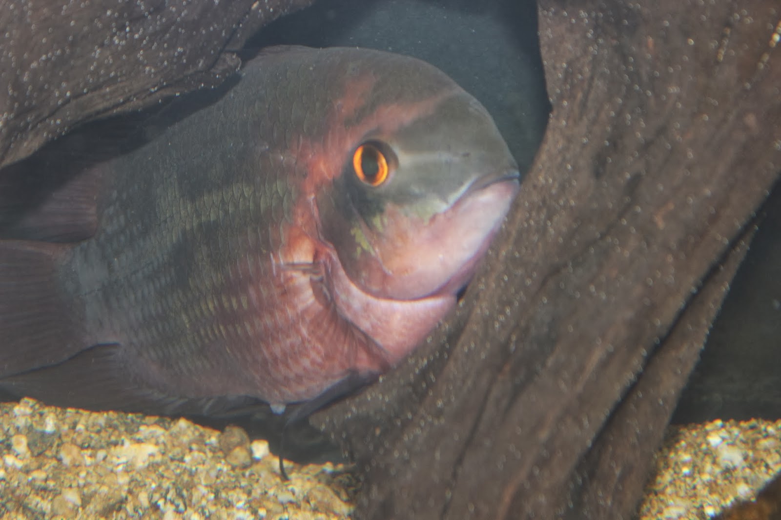 Amazing Fish: Hypselecara Temporalis