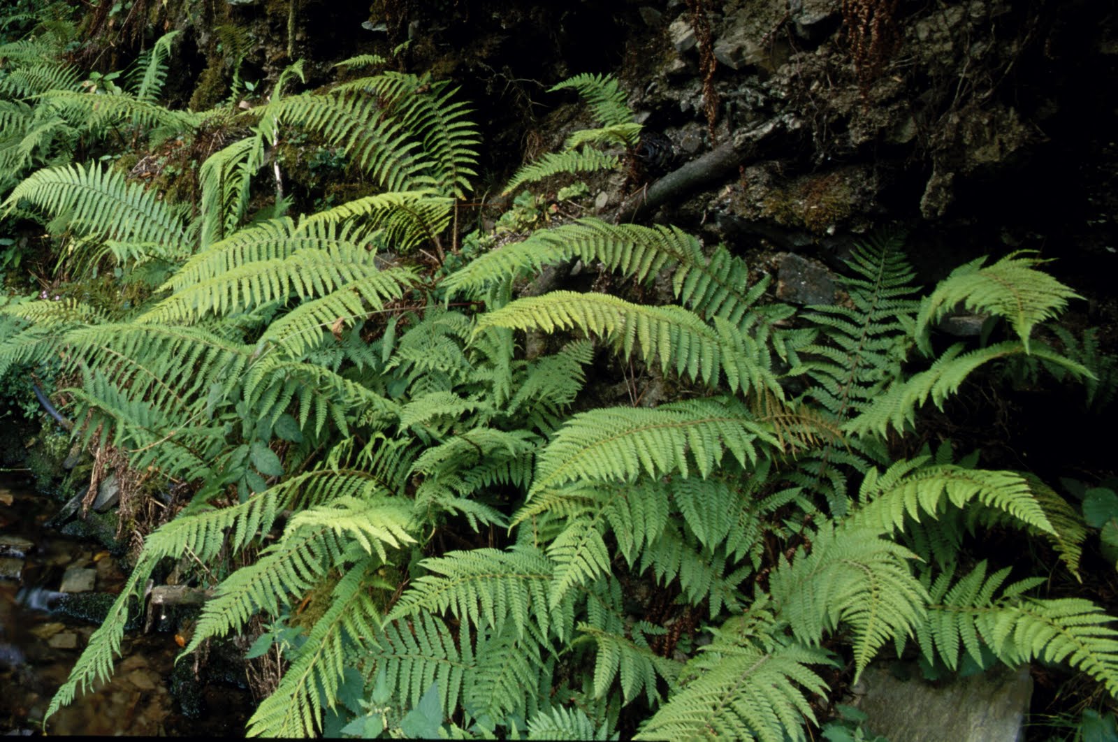 Helechos; Blechnum