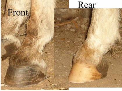 Jewish Bubba: Science Phylums and Kosher Law of Mammals and Fish