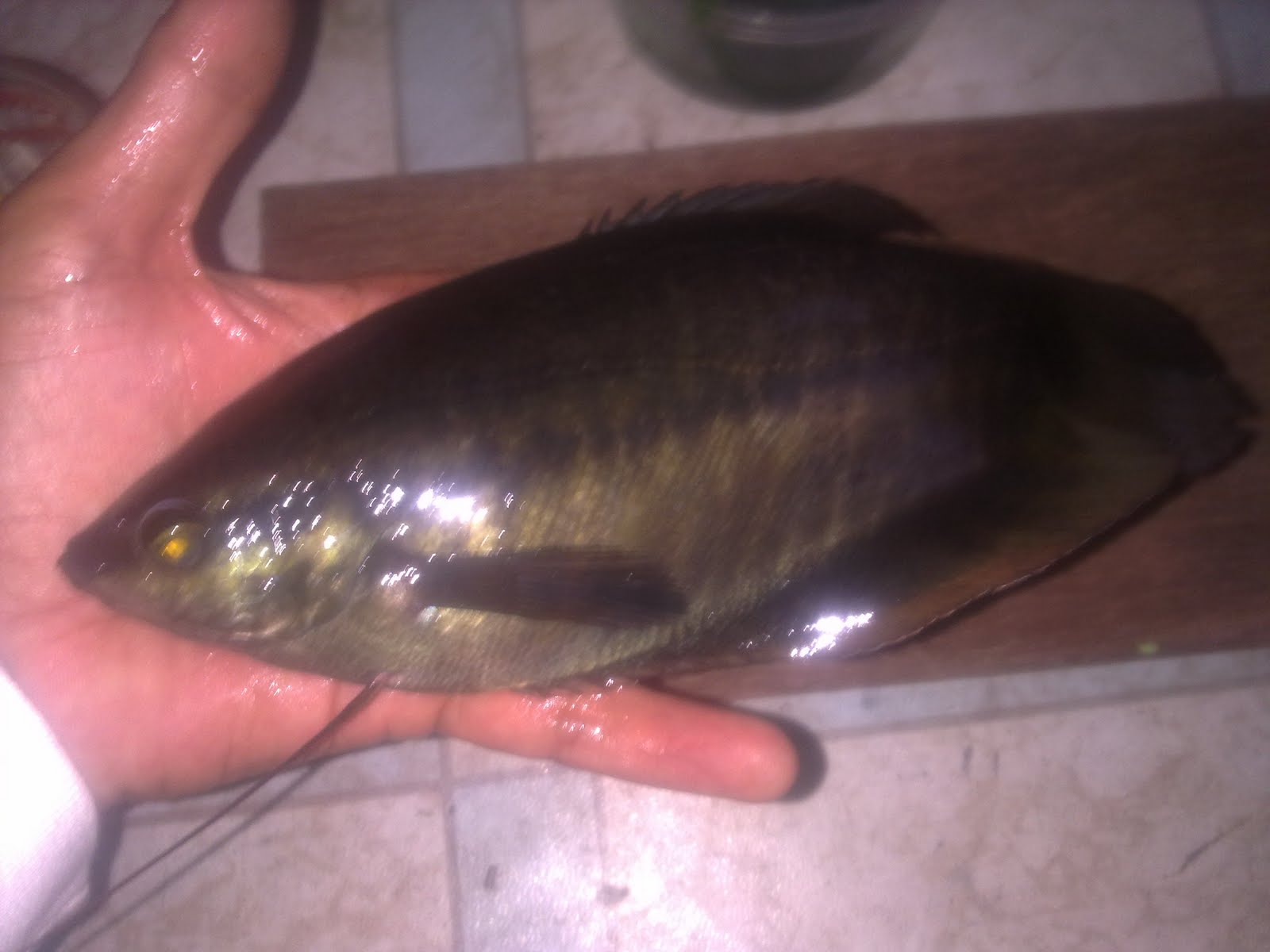 Cara Membuat Umpan Ikan Sepat Siam