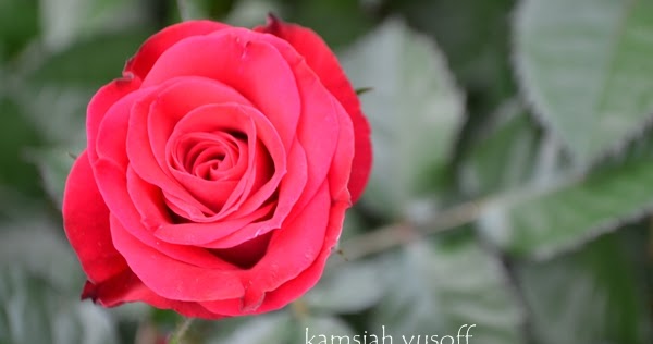 8 Fakta Tentang Bunga Mawar Dan Bunga Ros | Detik Detik Indah Dalam Hidupku