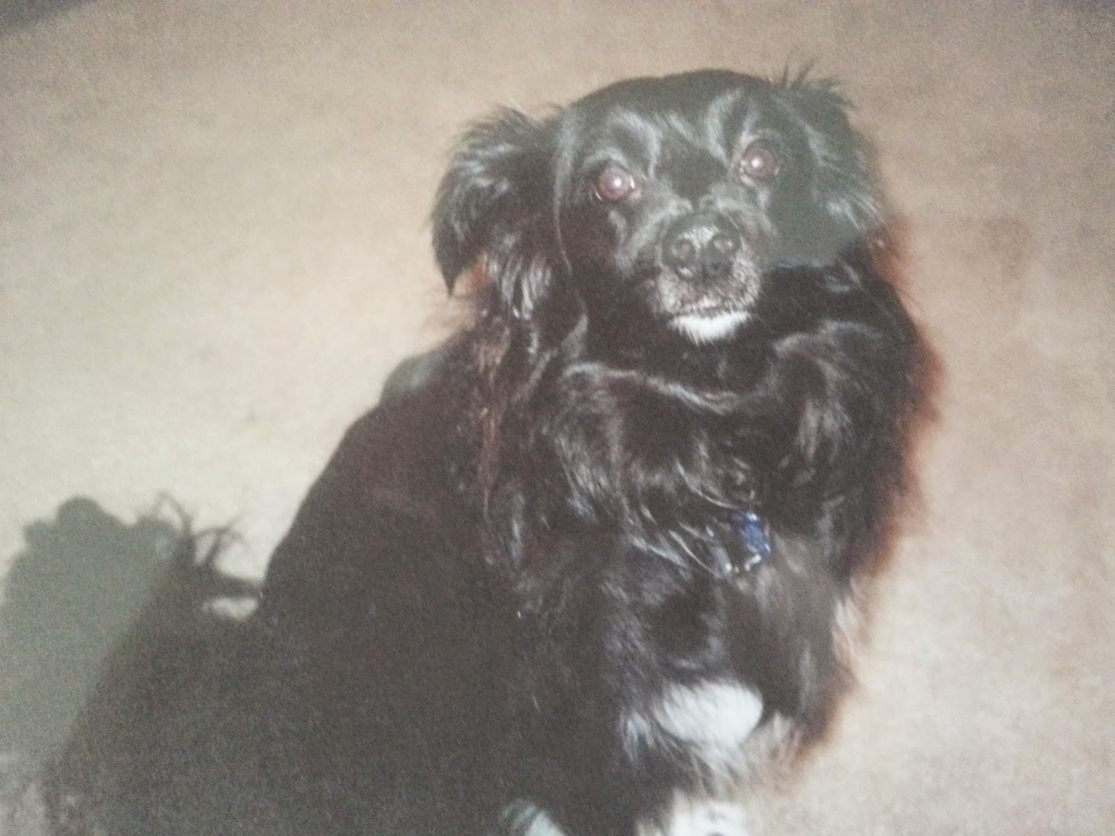 Just Call Me Frank: Our Endeavour at Being Frank: Our Adventure Dog ...