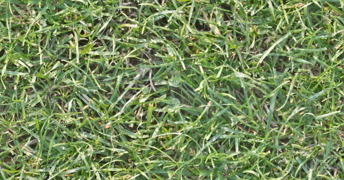 High Resolution Seamless Textures: Seamless high res grass texture