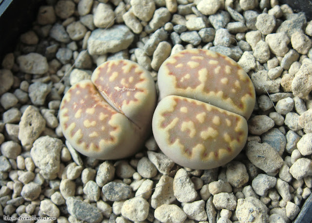 Lithops Stories: Growing Lithops, year after year (9 pics)