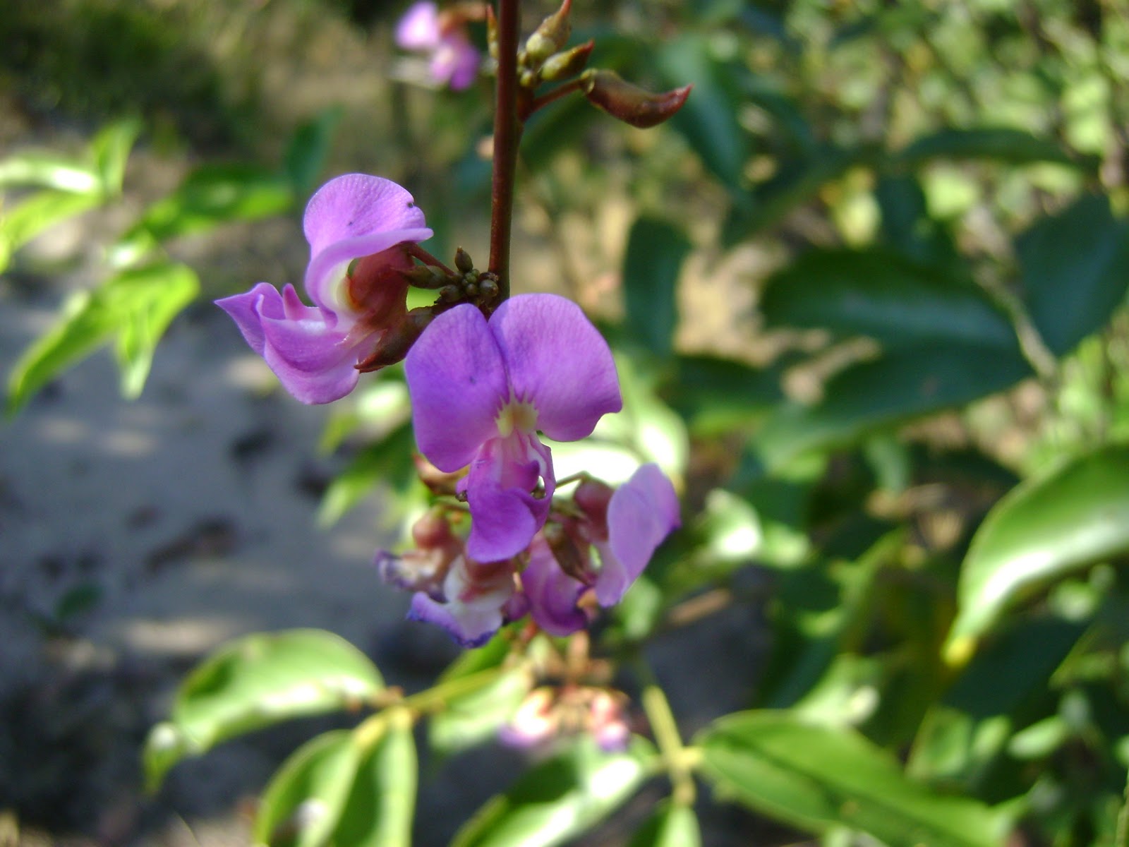 Fabaceae - Leguminosae no Brasil: Fabaceae - Dioclea bicolor Benth.