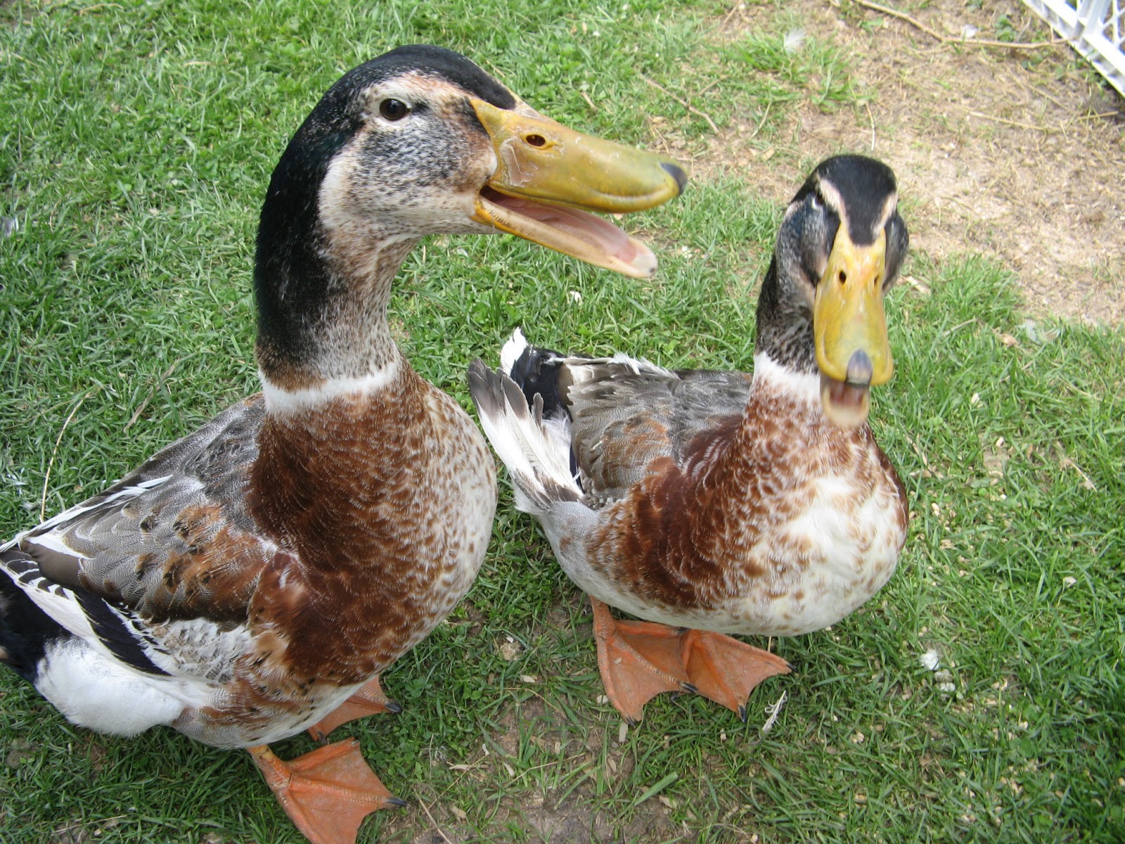 Animal Instinct: The Duck Dilemma