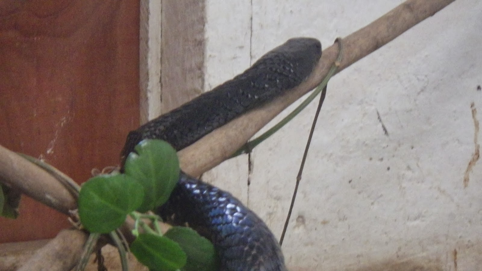 MY VISIT TO MESERANI SNAKE PARK, ARUSHA- THE TRUE PLACE FOR NATURE AND ...