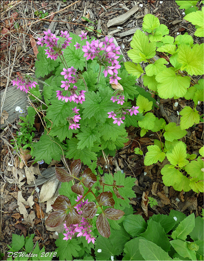 The Home Bug Garden: Not Yet Native of the Week: Alpine Bells