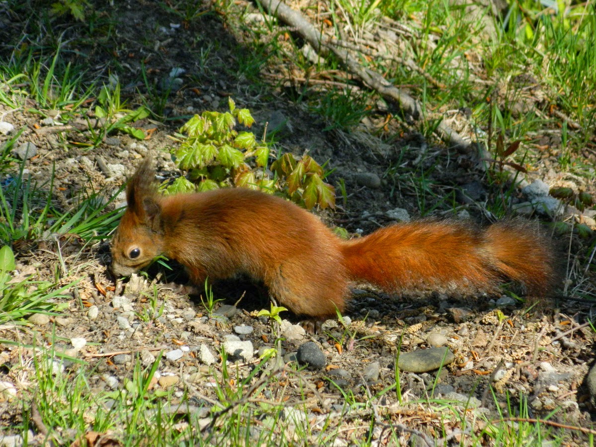 LA MULTI ANI, ROMANIA!: Veverita