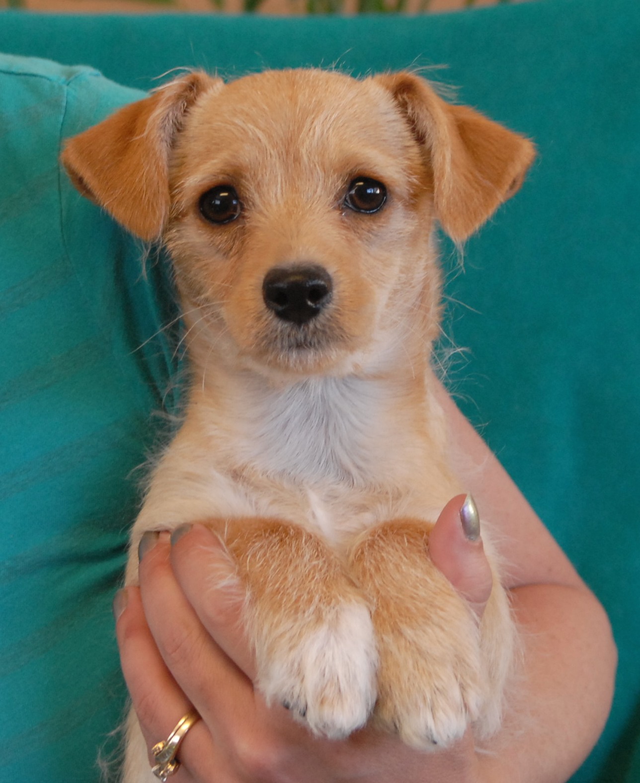 The Four Seasons Puppies