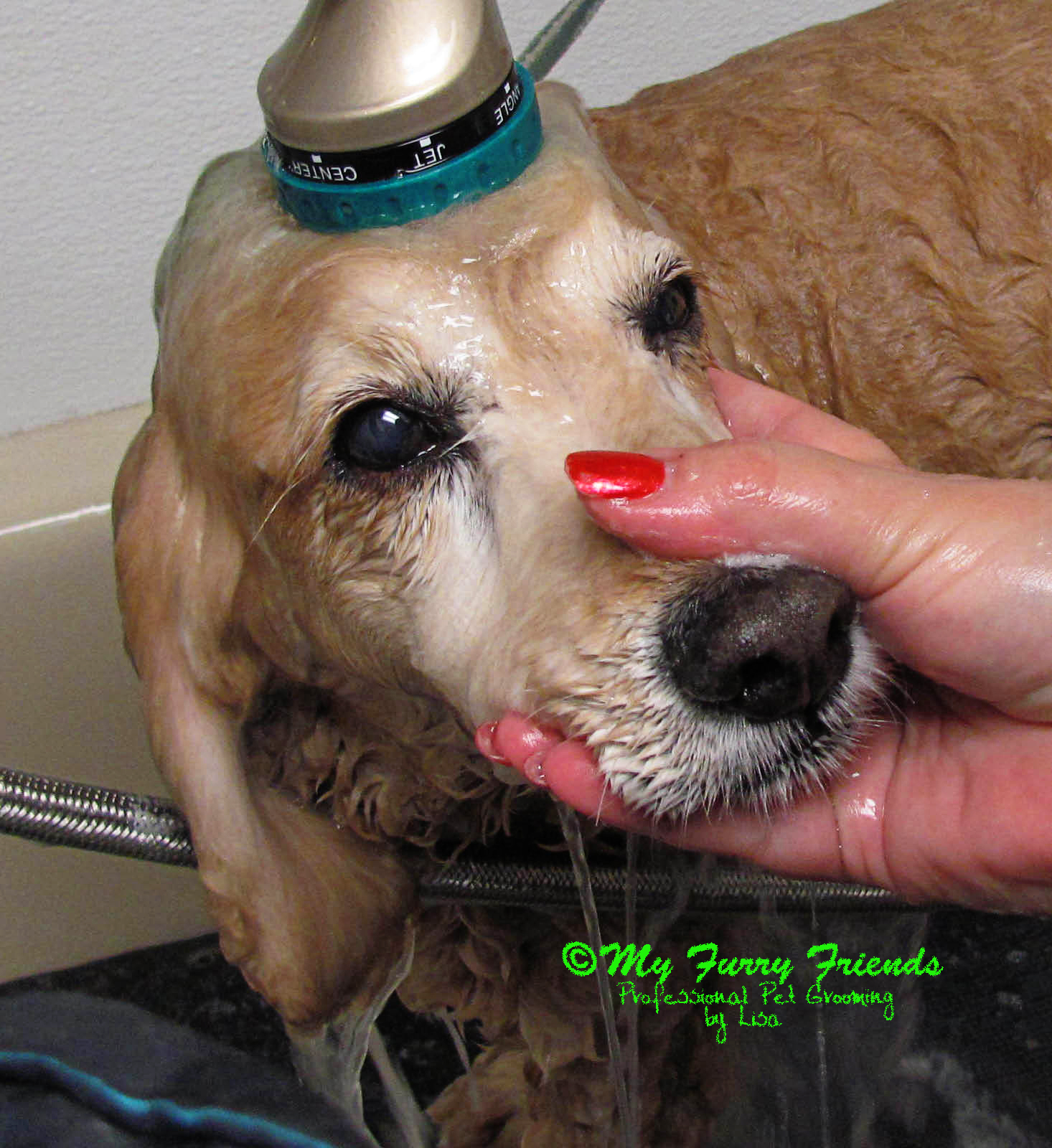 Pet Grooming: The Good, The Bad, & The Furry: Face Washing