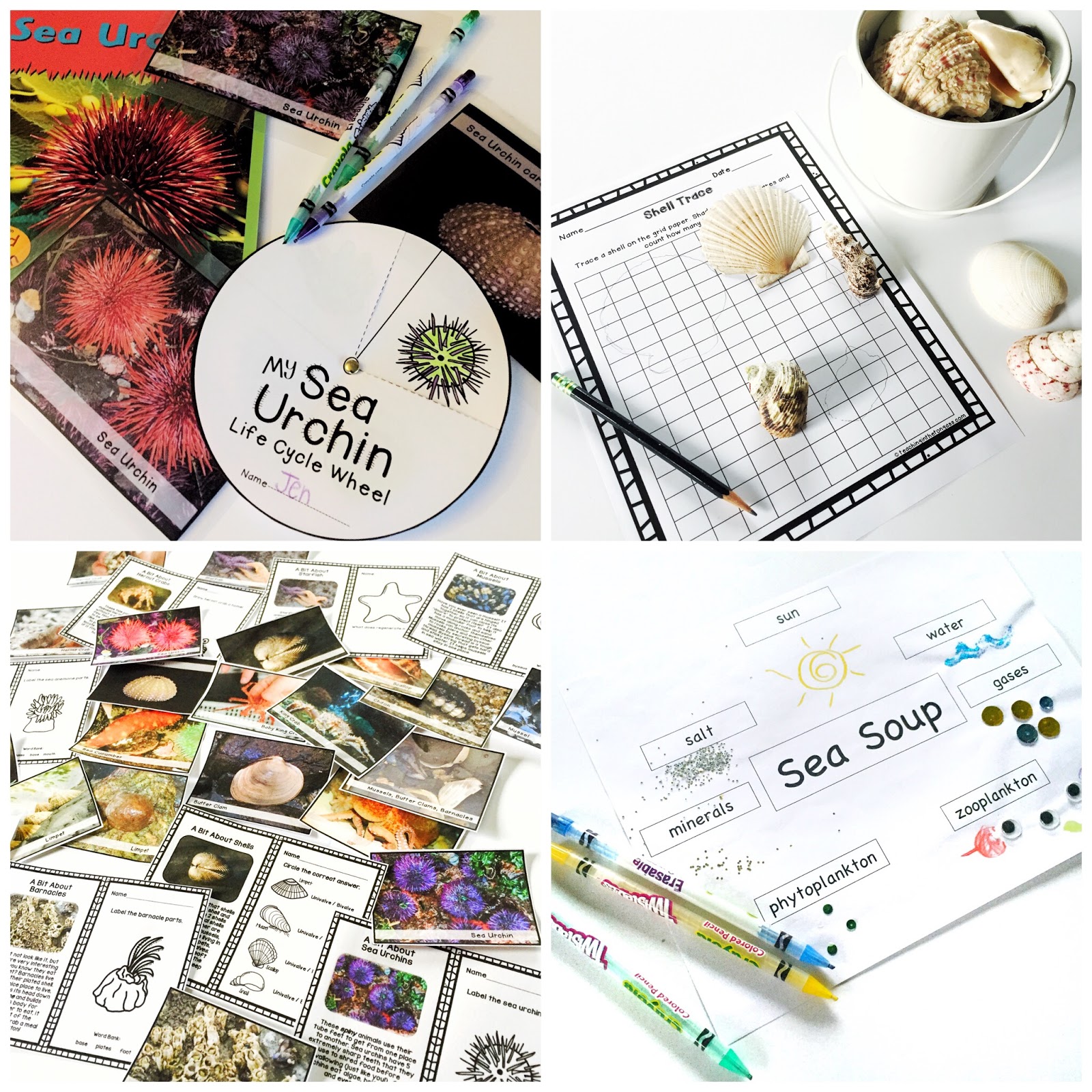 Tide Pool Activities for Kids - Teaching in the Tongass