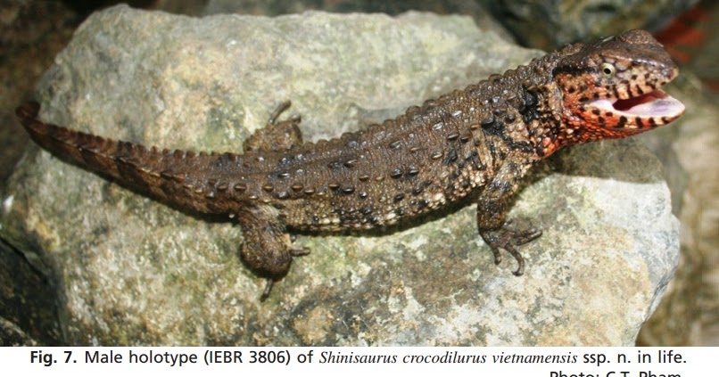 Species New to Science: [Herpetology • 2016] Shinisaurus crocodilurus ...