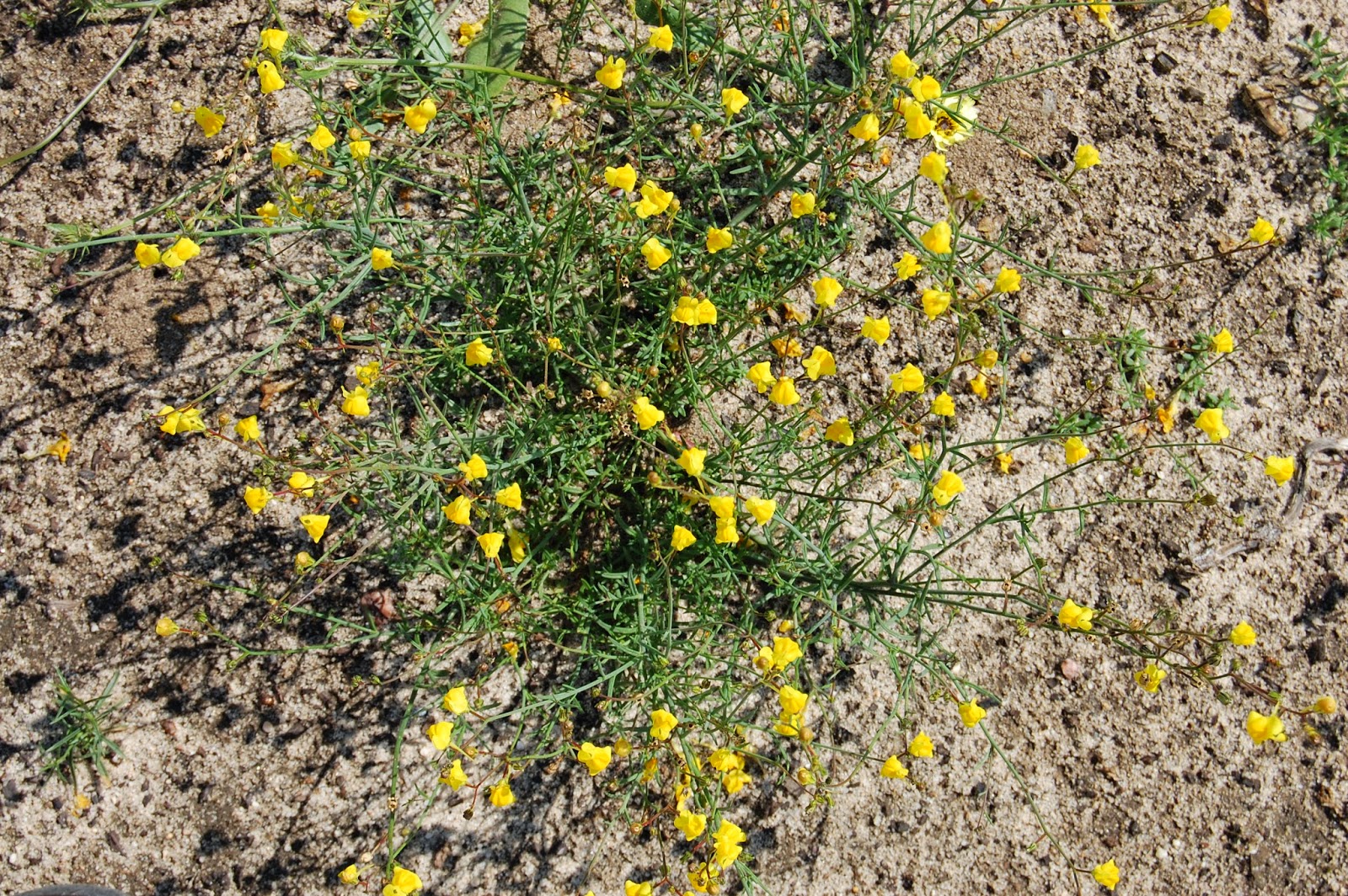 Plantas: Beleza e Diversidade: Linária-do-esparto (Linaria spartea)