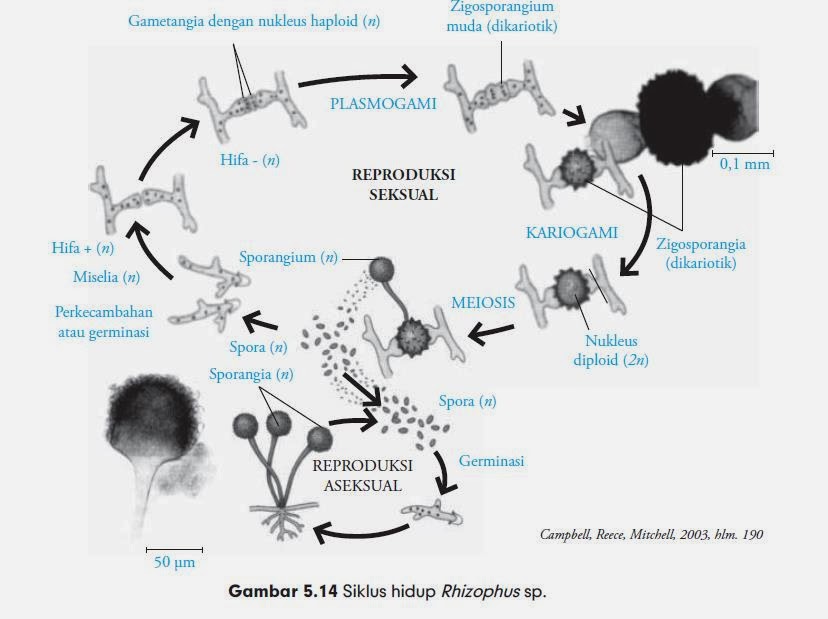 JAMUR (FUNGI) - M. Fauzi Hamzah