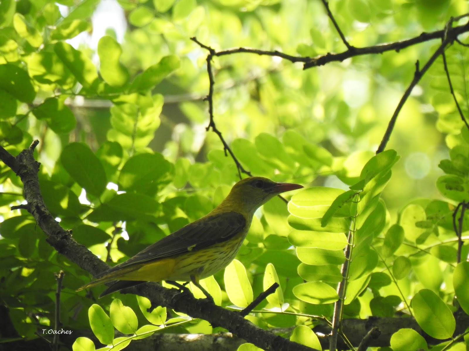 PASARI DIN ROMANIA: GRANGUR, Oriolus oriolus