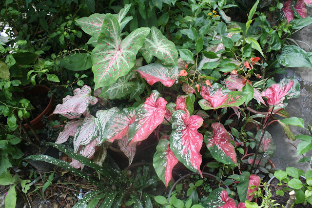 Memburu Bunga Keladi