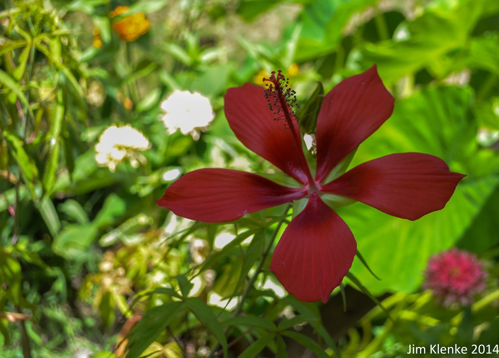 Terrell Daily Photo: Texas Star
