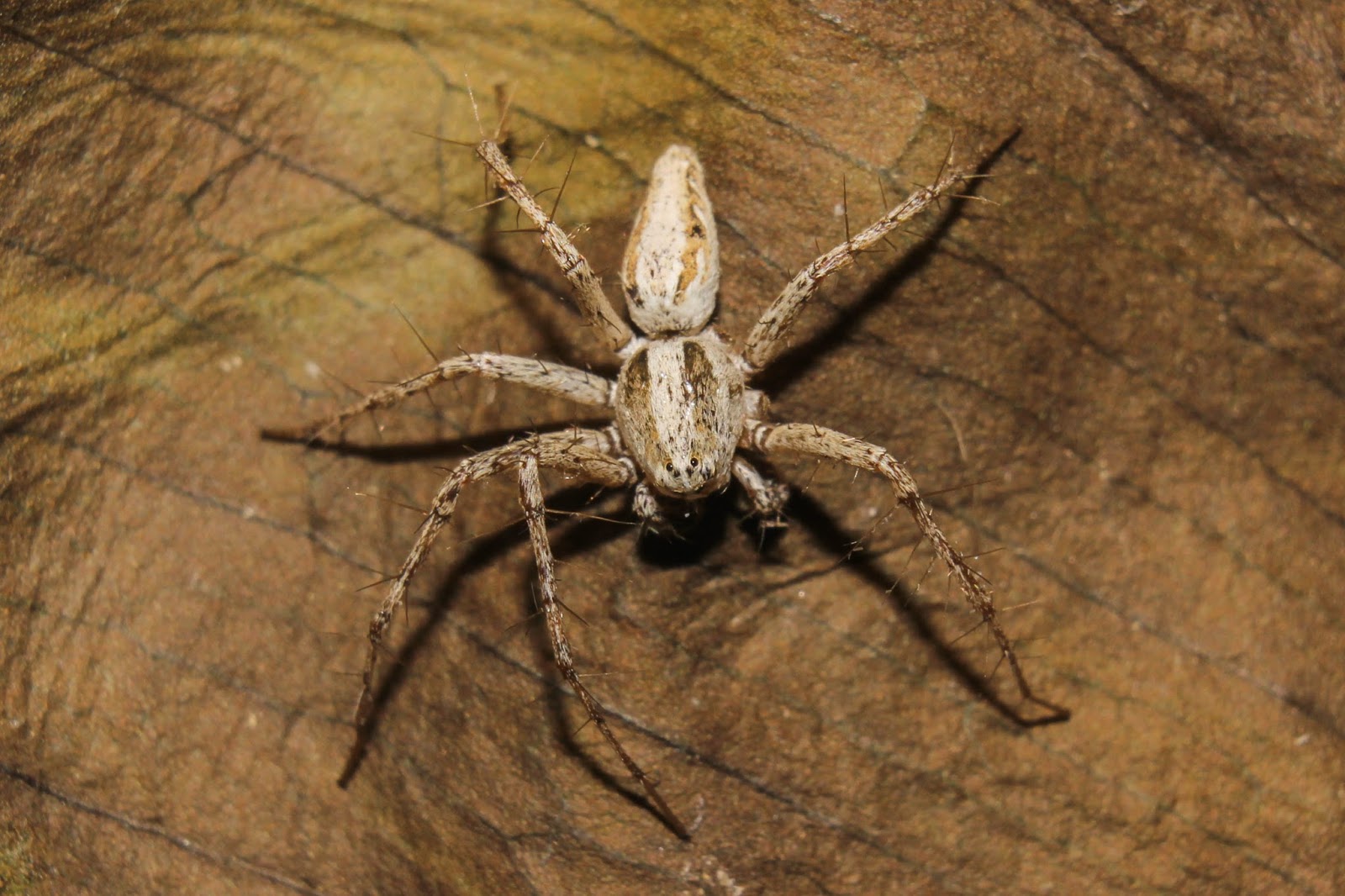 Biodiversity of Cyprus by NGO Protection of the Natural Heritage and ...