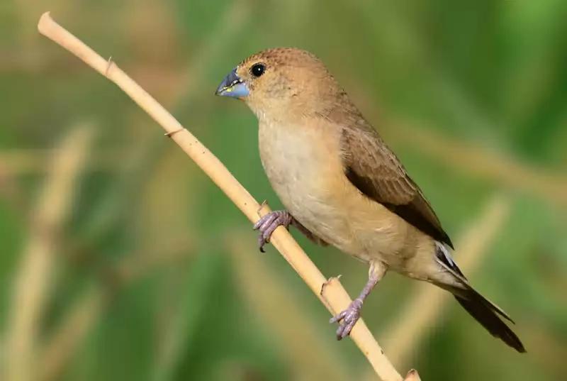 pasari exotice: AFRICAN SILVERBILL