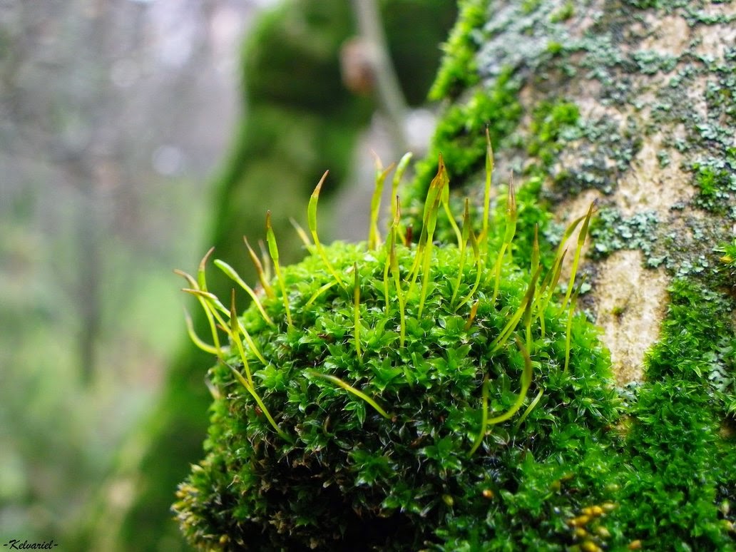 Bio Lounge: Briófitas - Conceitos Gerais