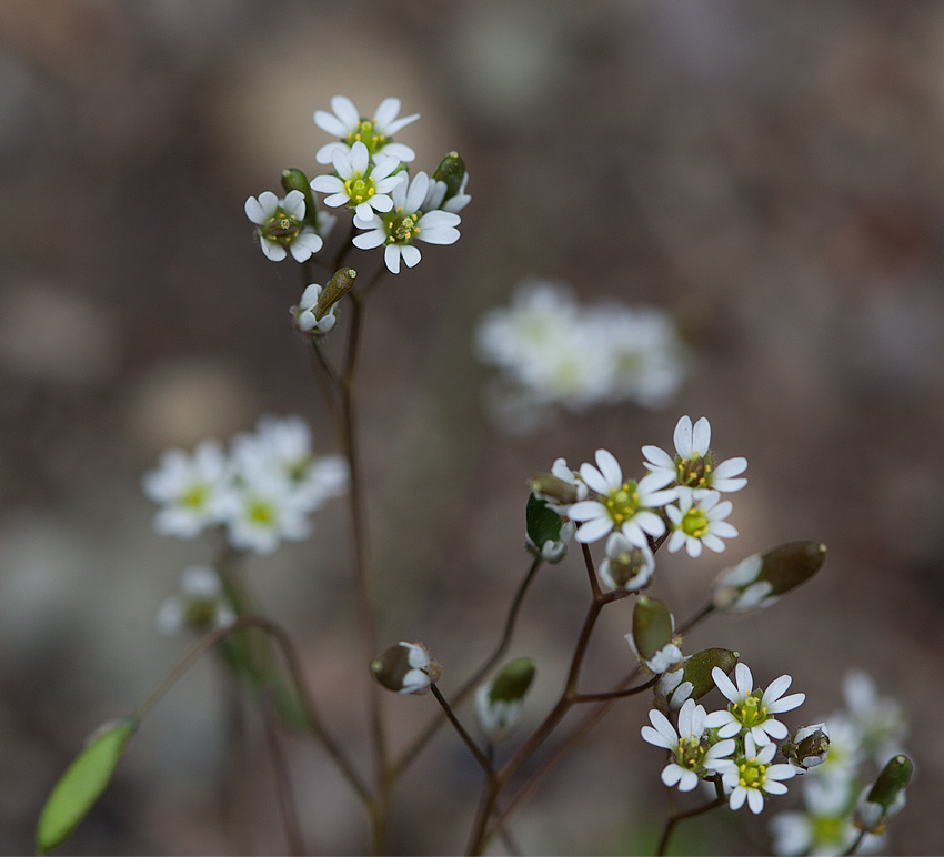 Nuncketest: Whitlow Grass