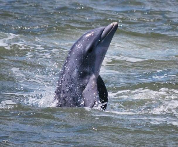 Josh Higham Florida field course