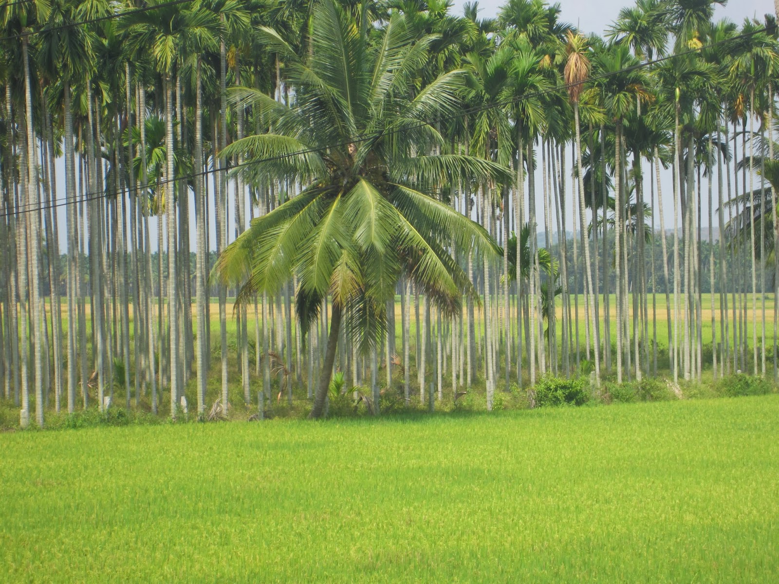 My World: Paddy Fields of Malnad, Skywatch Friday