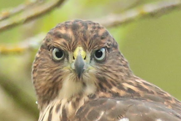 Union Bay Watch : The Mystery of Great Expectations