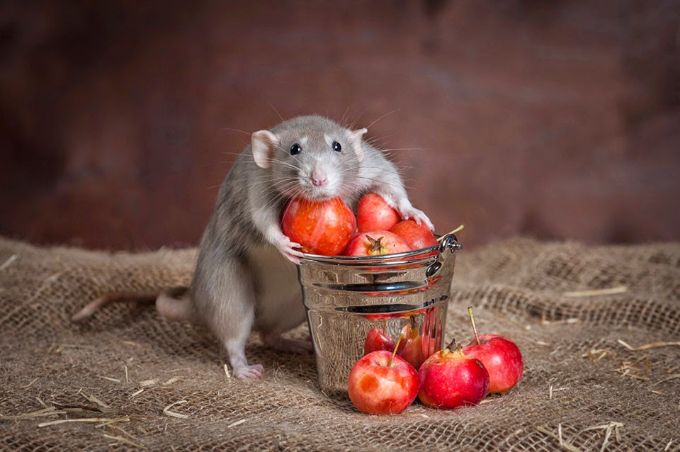 Funny Rat Photo ~ HD Photography