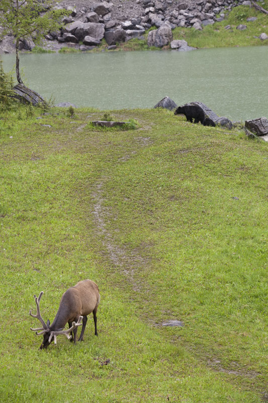 Photography of Ralph Fuchs of St. Albert, Alberta: Wildlife