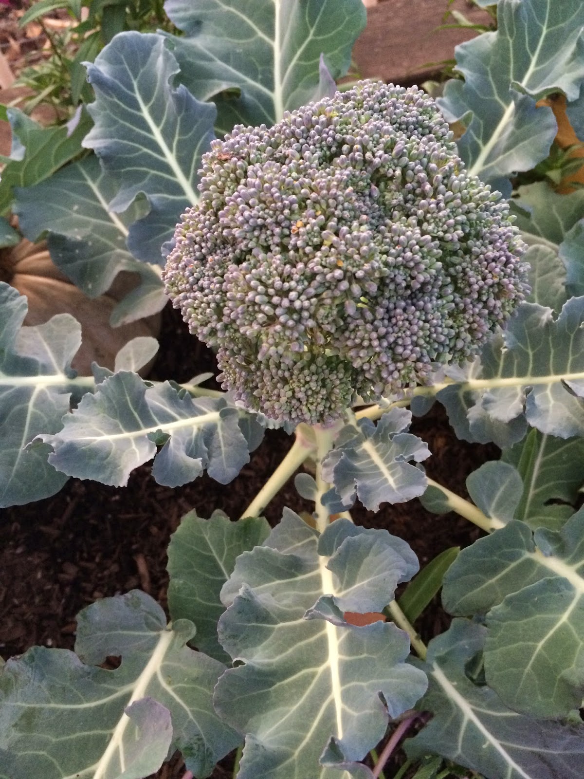 La Bella Vita... Beautiful Living , Food, Gardening: Giardino Invernale ...