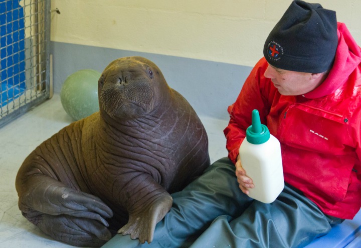 White Wolf : Baby Walrus rescued from Floating Ice Floe (Photos -Video)
