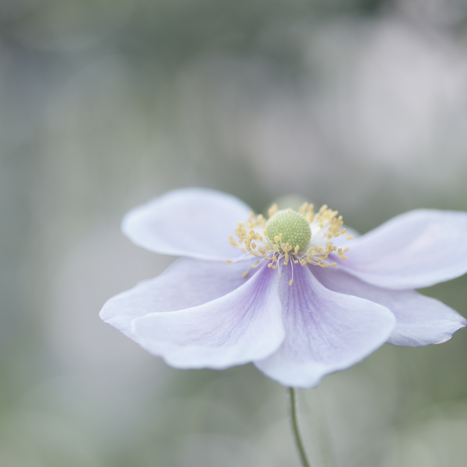 everyday miracles: ~ whimsical windflowers